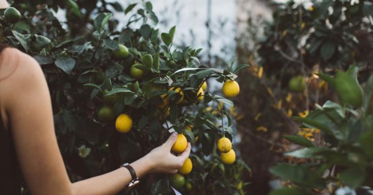 Menton specialties | Lemon, jam, olive oil